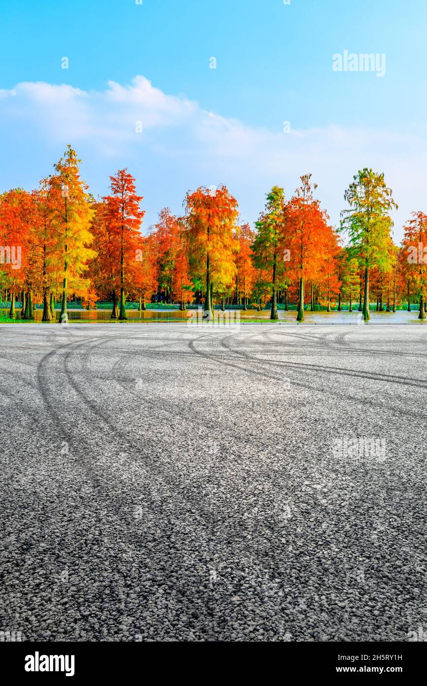 Asphalt road and colorful forest natural landscape in autumn season ...