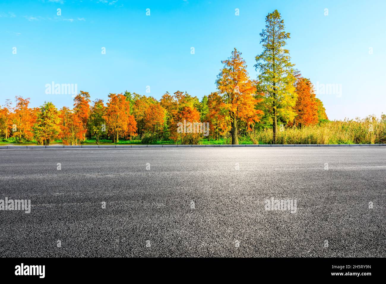 Asphalt road and colorful forest natural landscape in autumn season ...