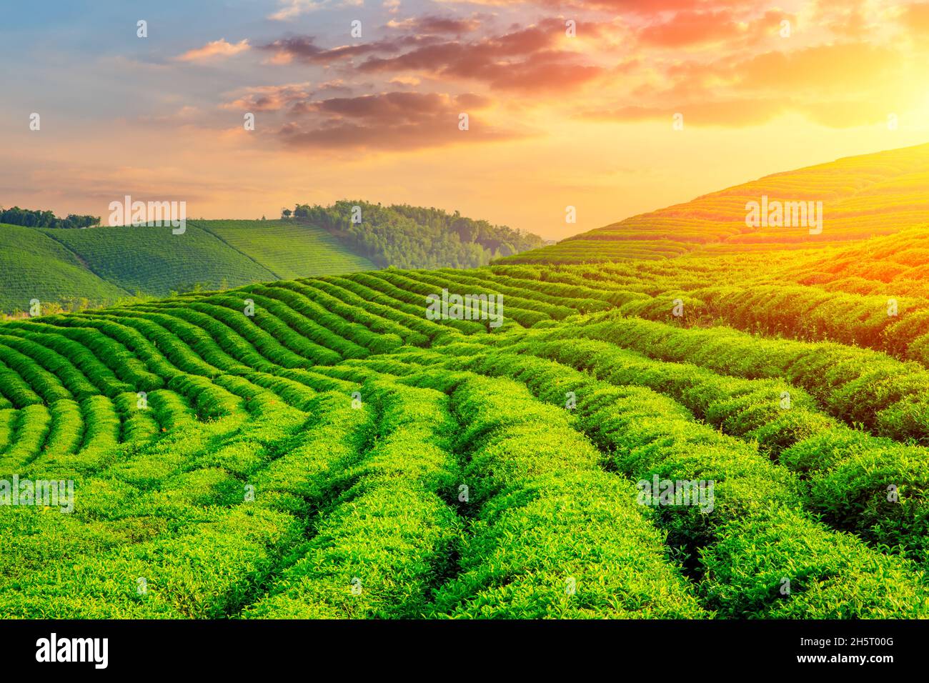 Green tea mountain plantation hi-res stock photography and images - Alamy