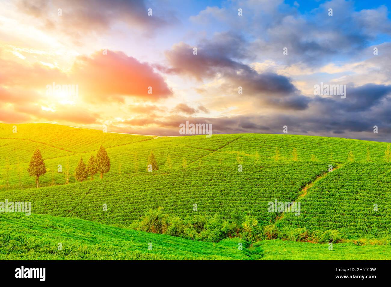 Green tea mountain at sunset,tea plantation natural background Stock ...