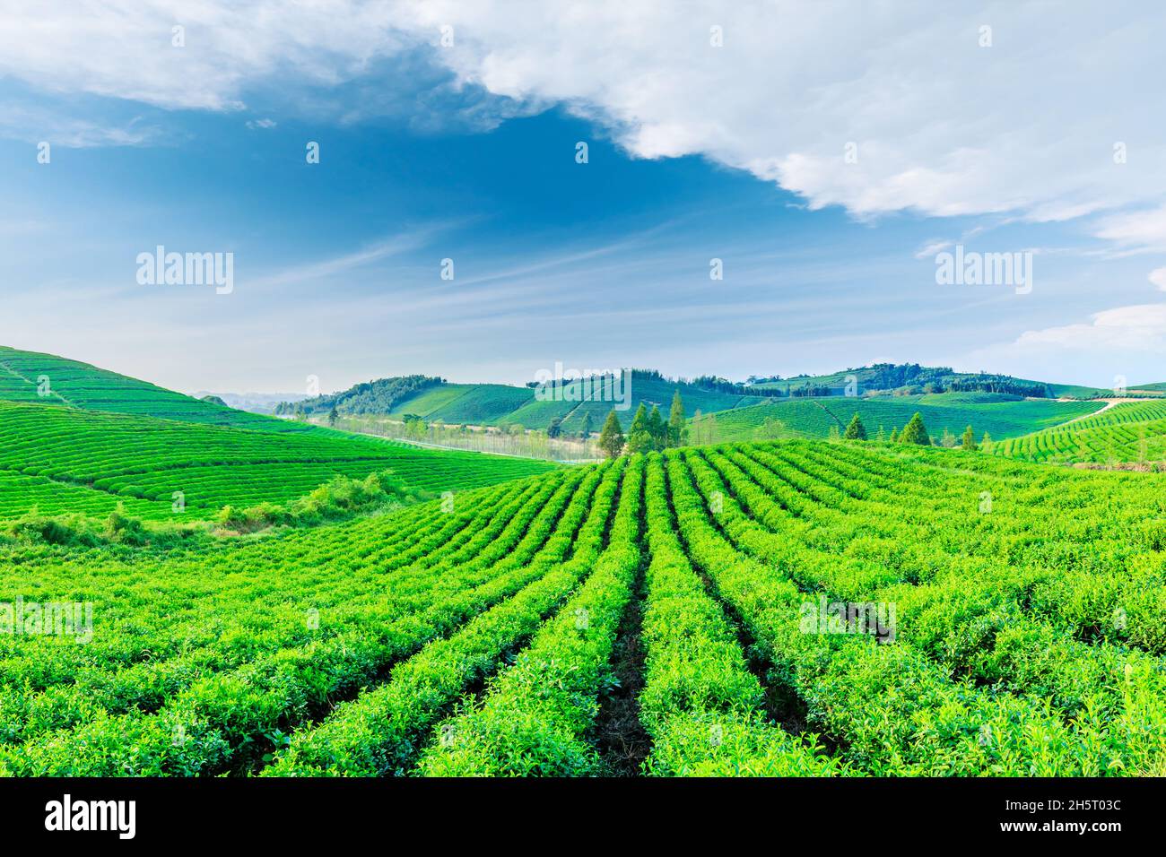Green tea plantation.agricultural field nature background Stock Photo ...