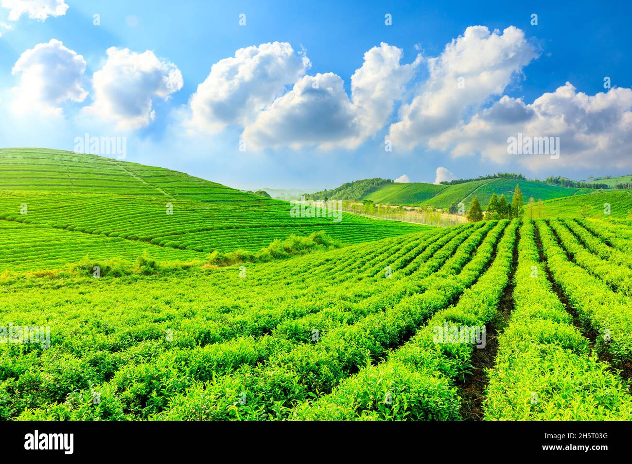 Green tea plantation.agricultural field nature background Stock Photo ...
