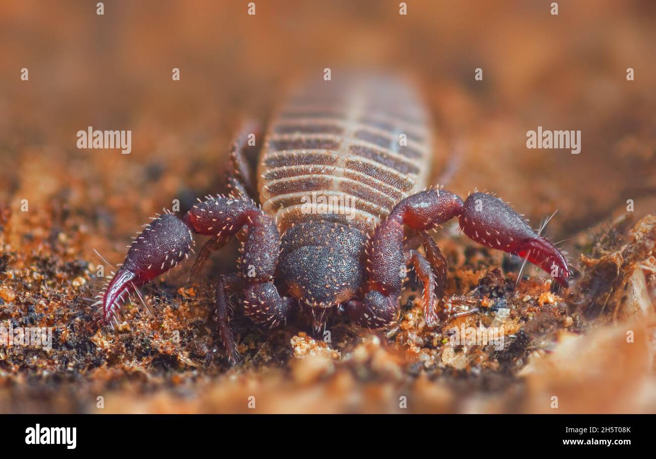 Image scorpio hi-res stock photography and images - Alamy