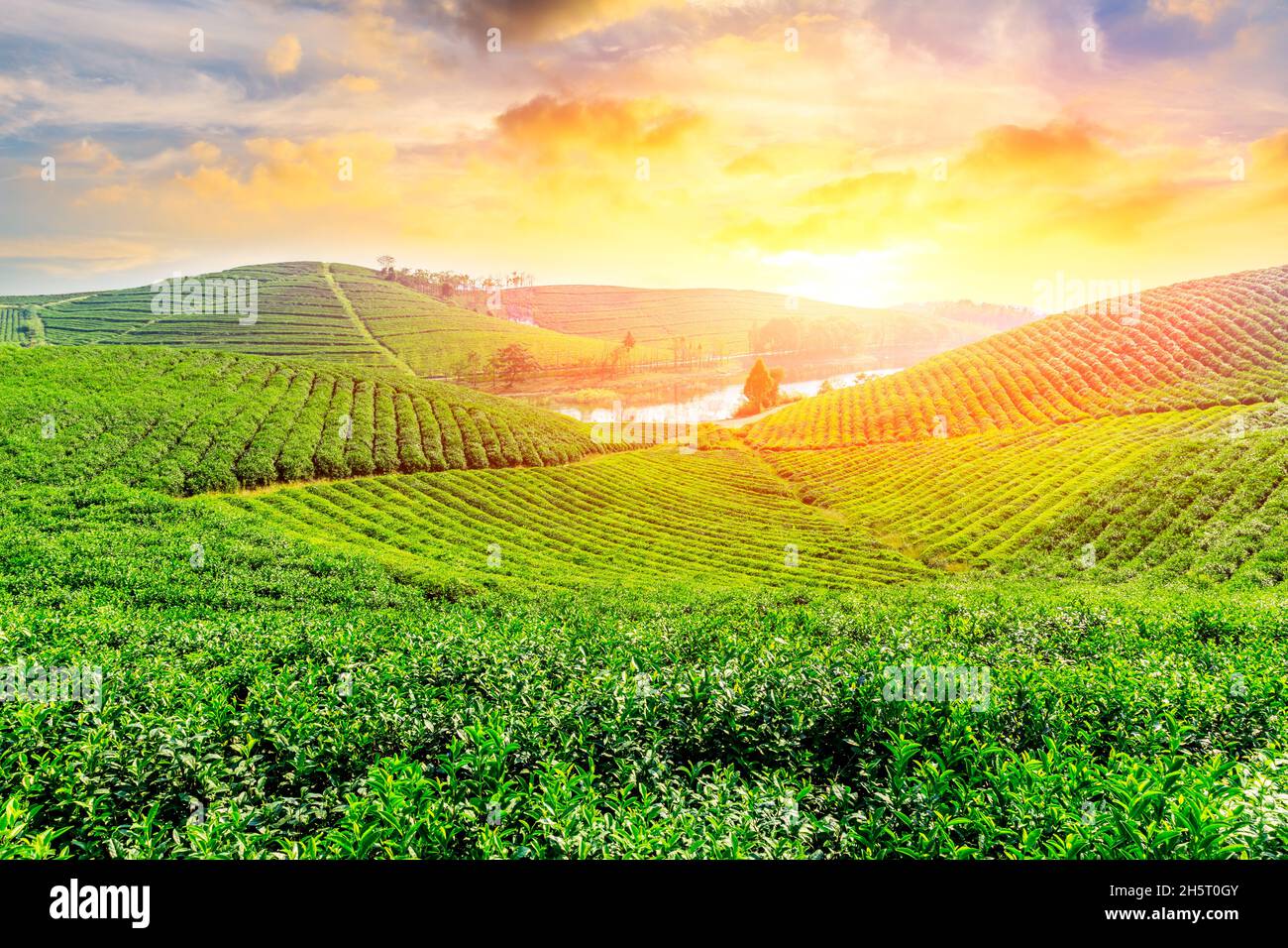 Green tea mountain plantation hi-res stock photography and images - Alamy