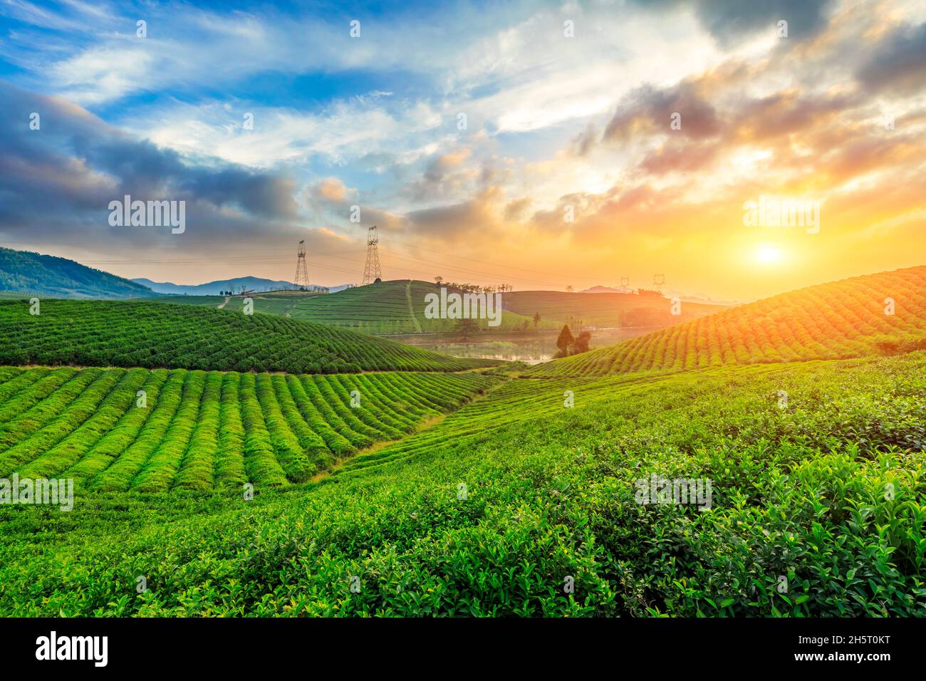 Green tea mountain at sunset,tea plantation natural background Stock ...