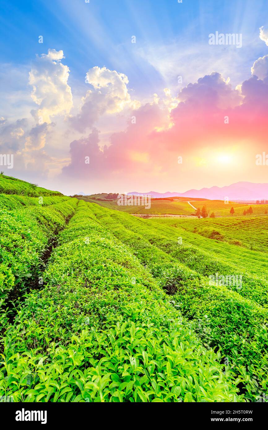 Green tea mountain at sunset,tea plantation natural background Stock ...