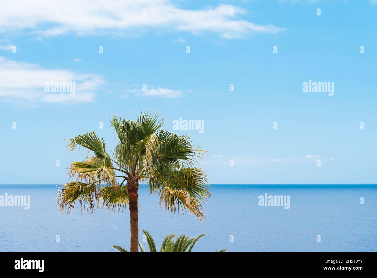 Beautiful tropical island with palm tree and ocean as background image ...