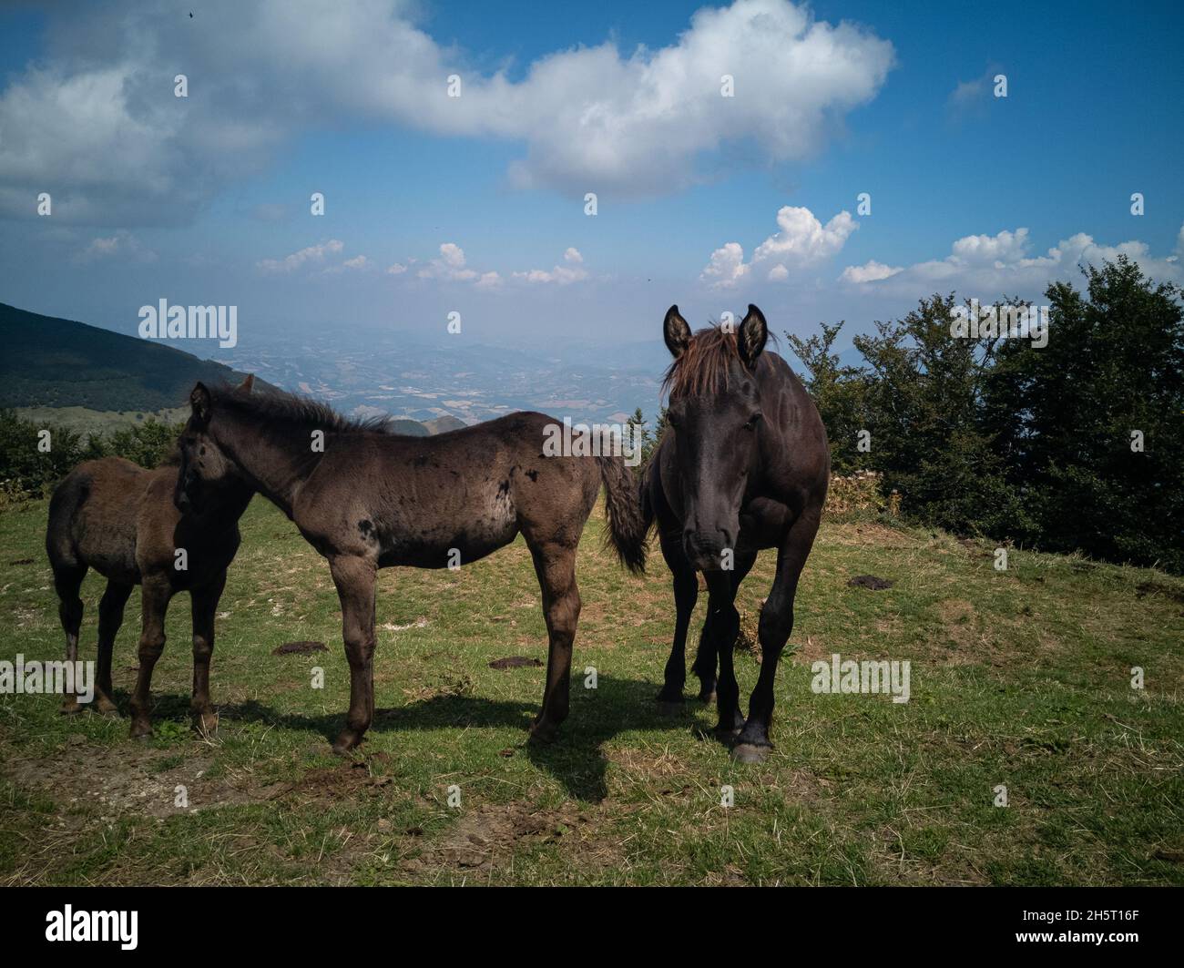 Closeup of farmland with brown horses on a sunny day Stock Photo - Alamy