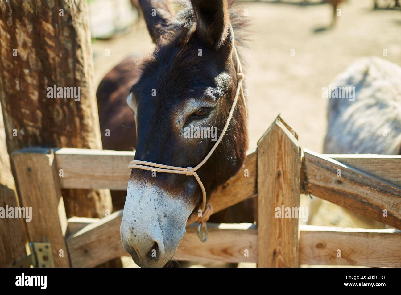 Friendly Donkey in the paddock being social, contact farm, Donkey ...