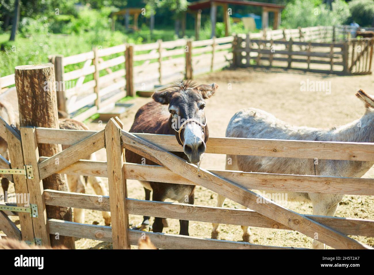 Friendly Donkey in the paddock being social, contact farm, Donkey ...