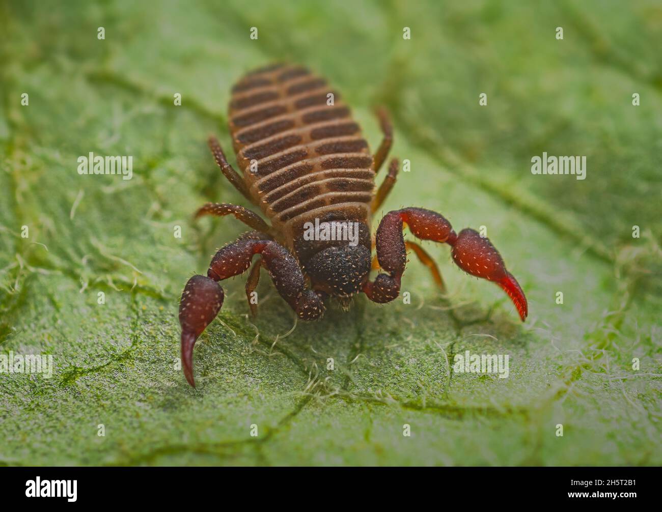 Close up macro image of a tiny Pseudoscorpion Stock Photo - Alamy