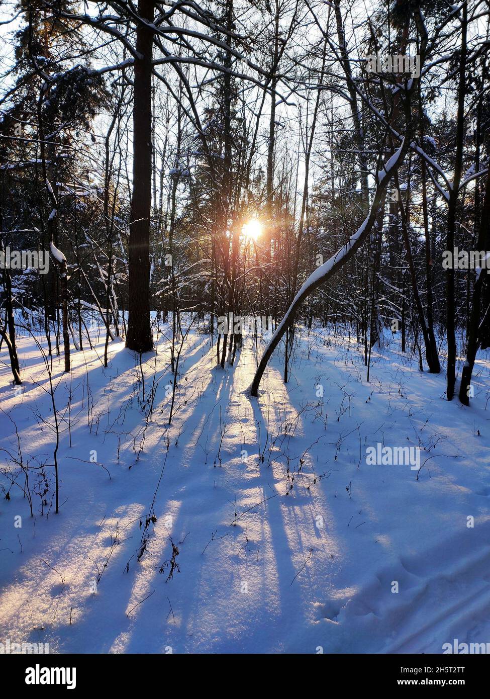 Sunset in snowy winter fir forest. Sun's rays break through the trunks ...