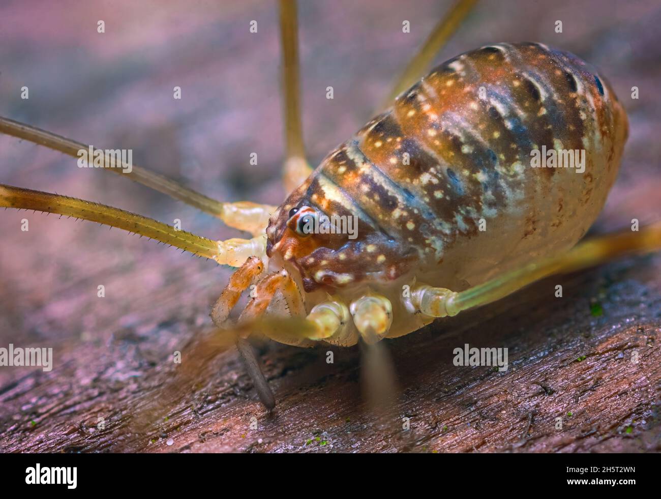 Eating spider human hi-res stock photography and images - Alamy