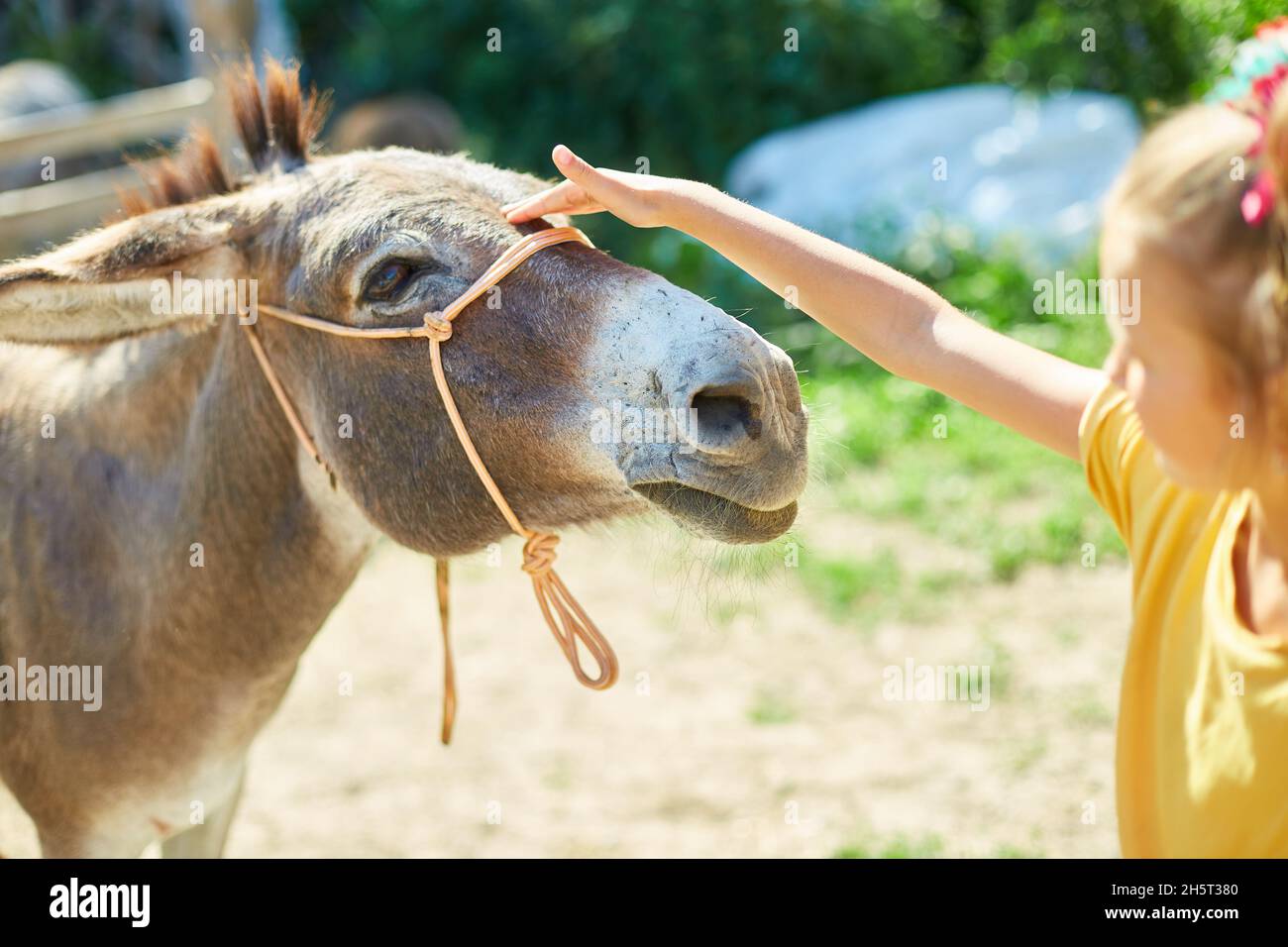 Little girl in contact farm zoo with donkeys in the countryside, a farm ...