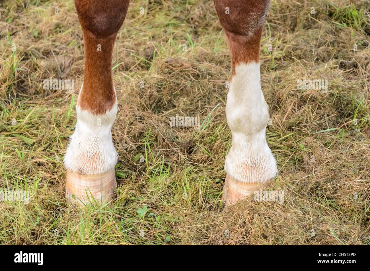 Front hooves and legs of a brown domestic warmblood Westphalian horse ...