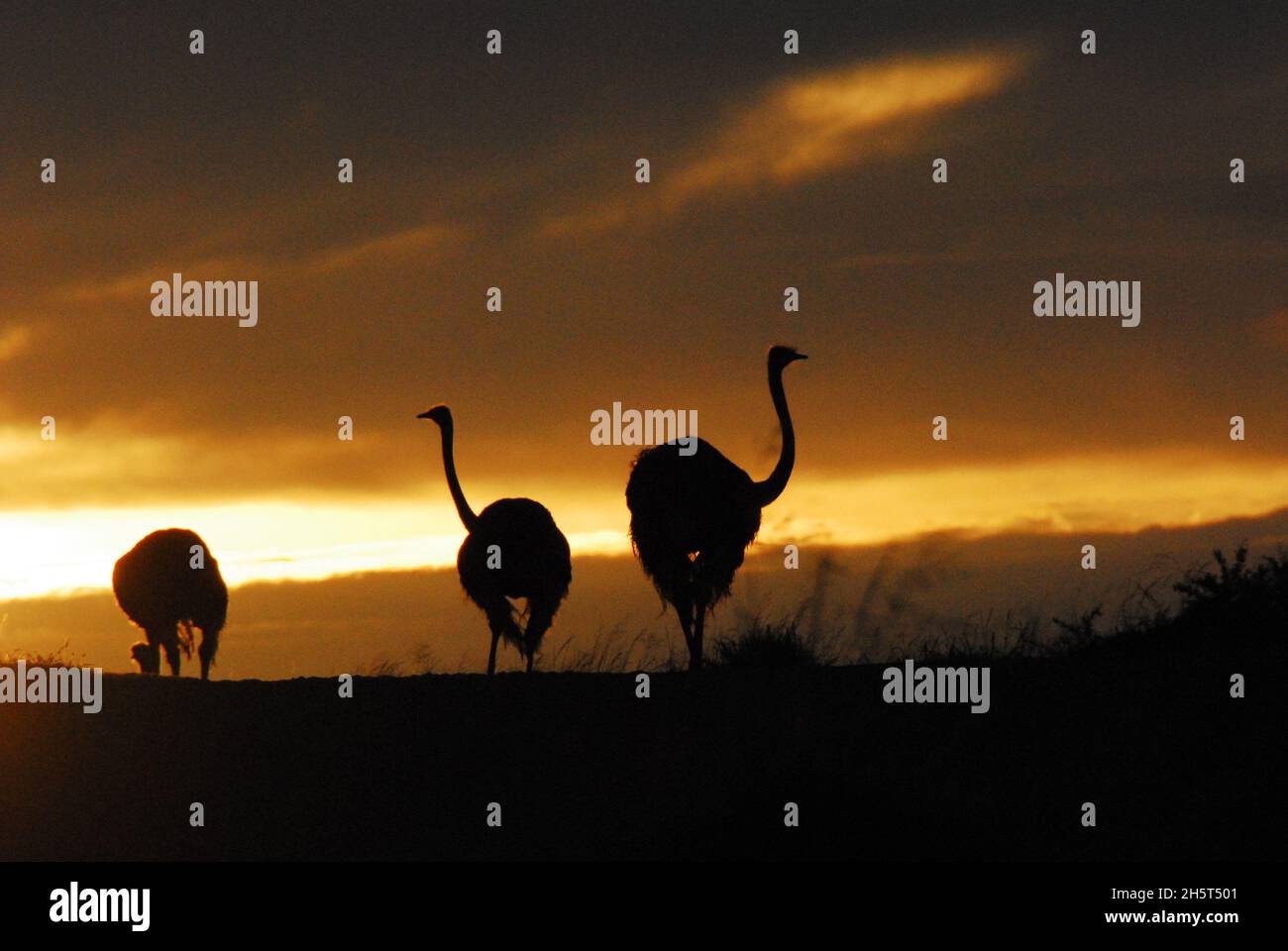 Ostrich in the sun hi-res stock photography and images - Alamy