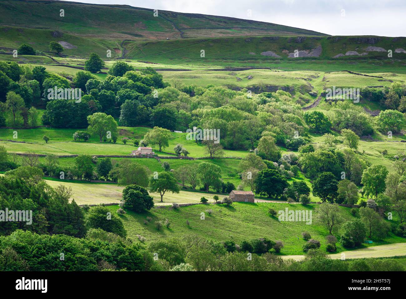 Yorkshire Dales, view of traditional hillside farmland between ...