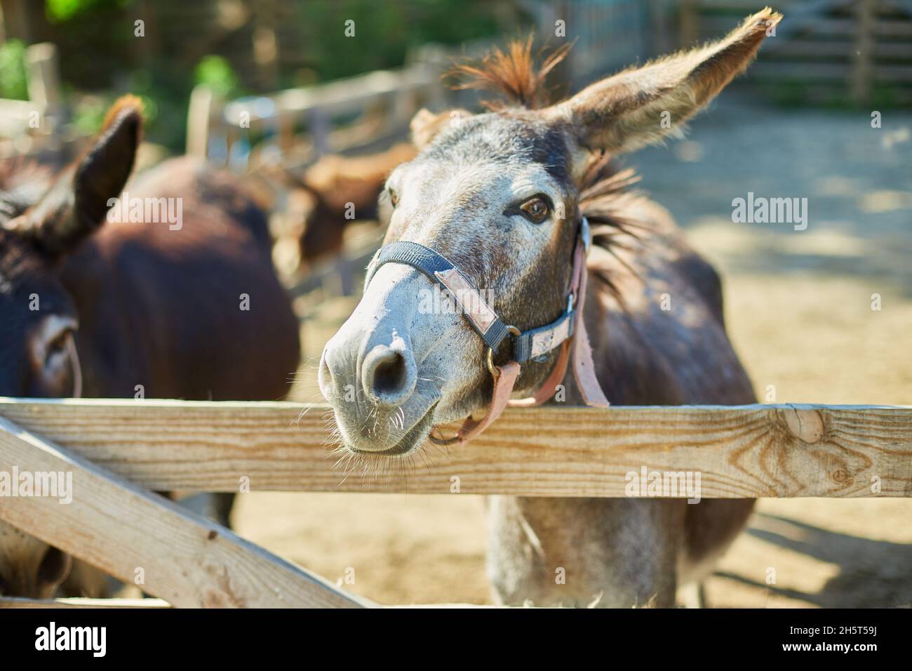 Friendly Donkey in the paddock being social, contact farm, Donkey ...