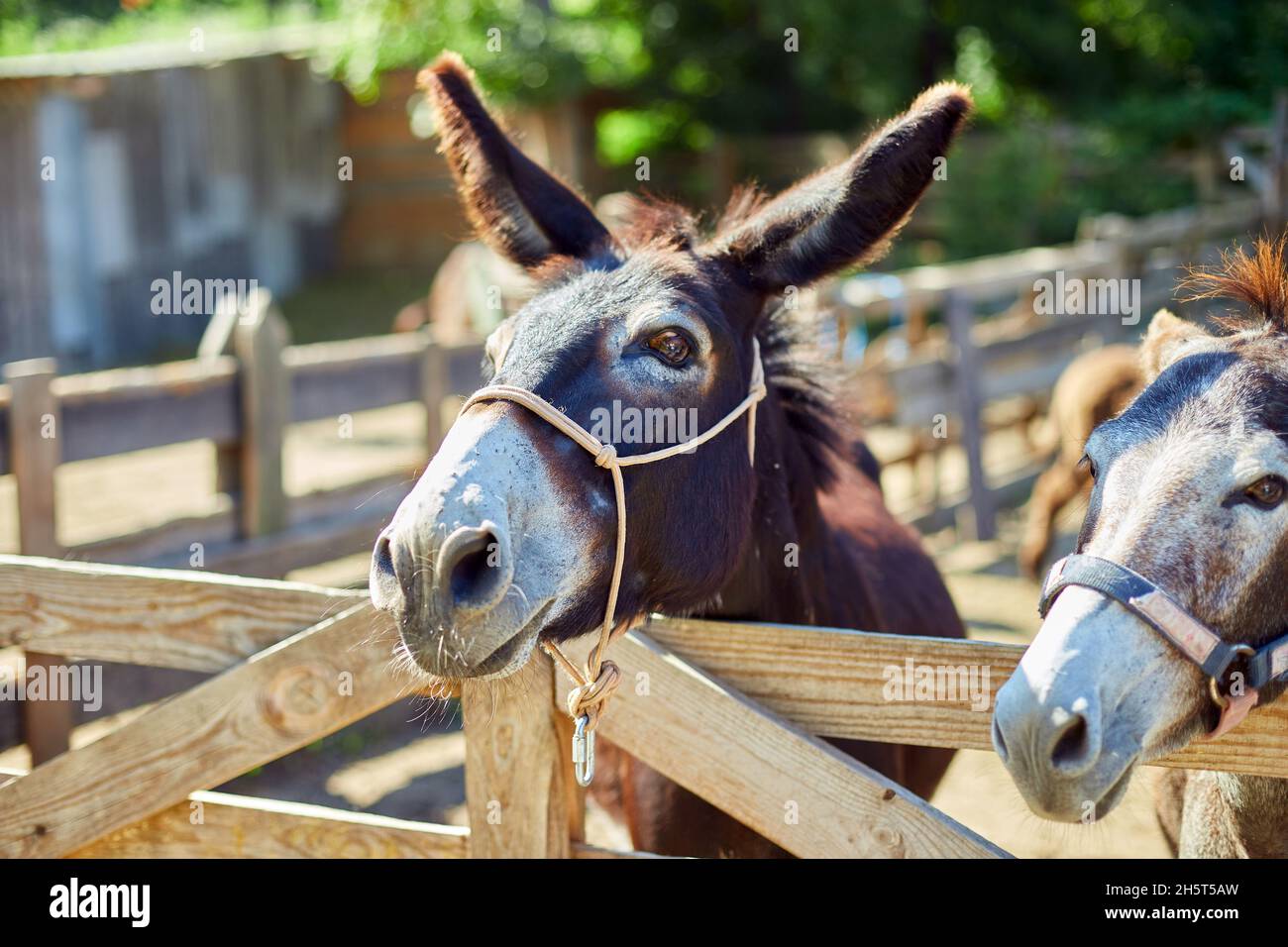 Friendly Donkey in the paddock being social, contact farm, Donkey ...
