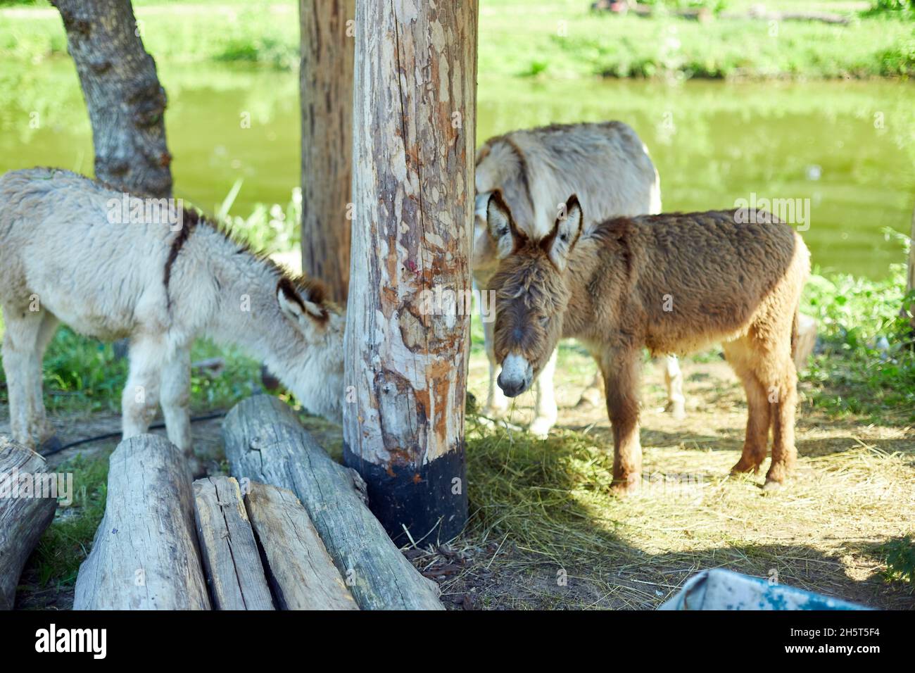 Farme animal hi-res stock photography and images - Alamy