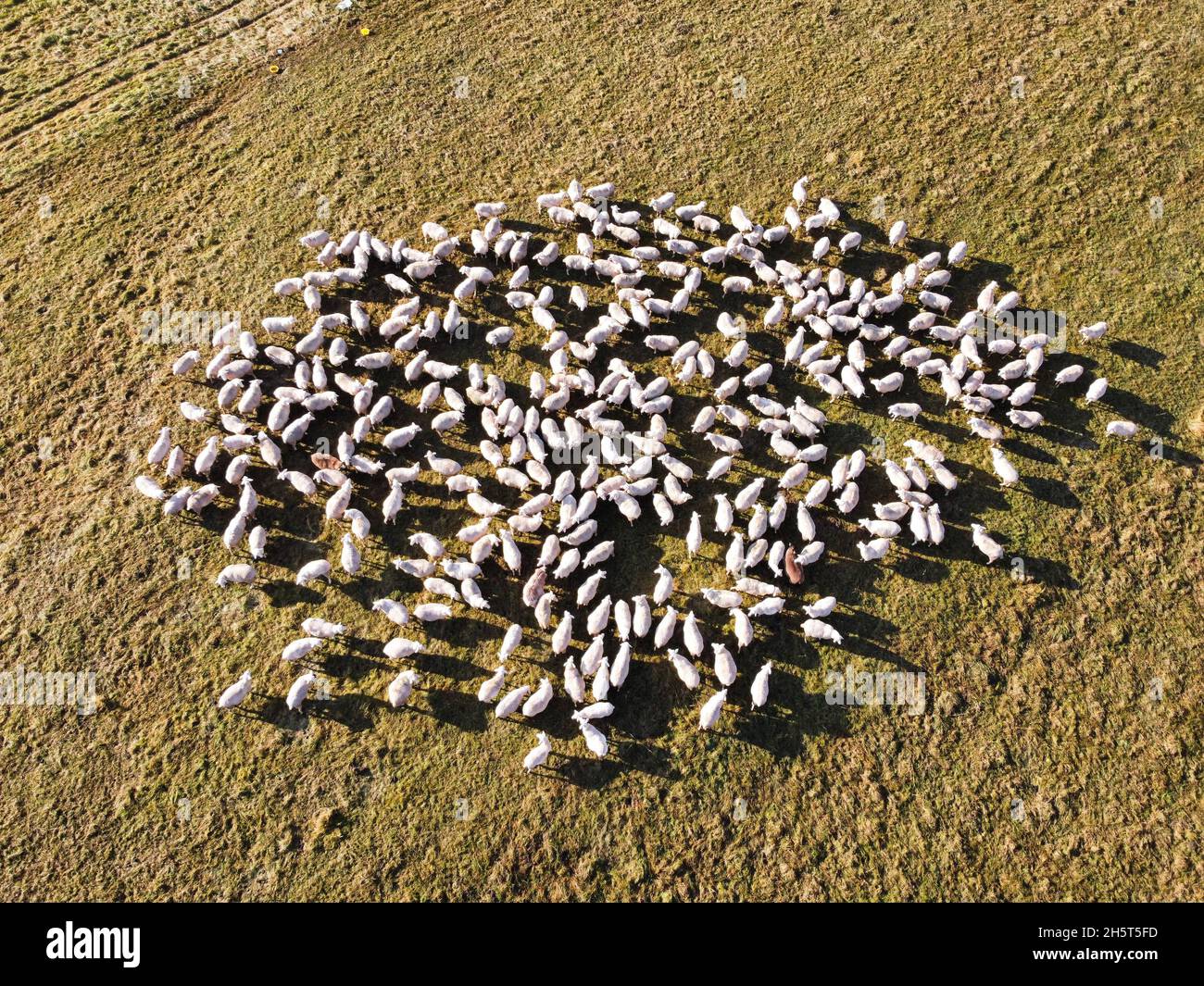 Flock of sheep from the air Stock Photo - Alamy