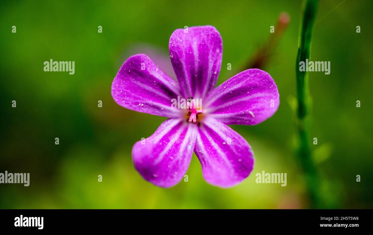 close up of a blossom of a beautiful flower. detailed single shot ...