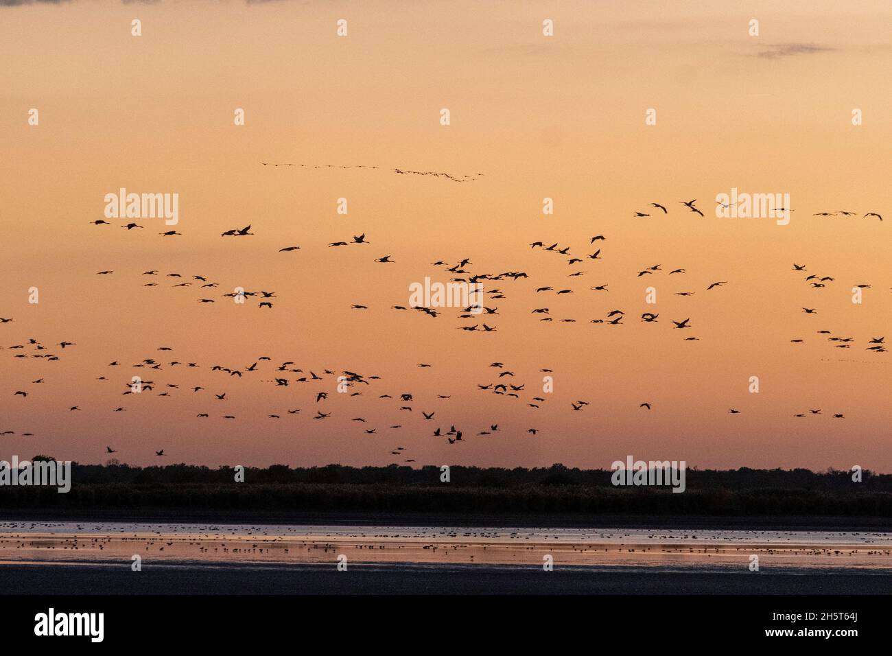 Cranes v shape formation hi-res stock photography and images - Alamy