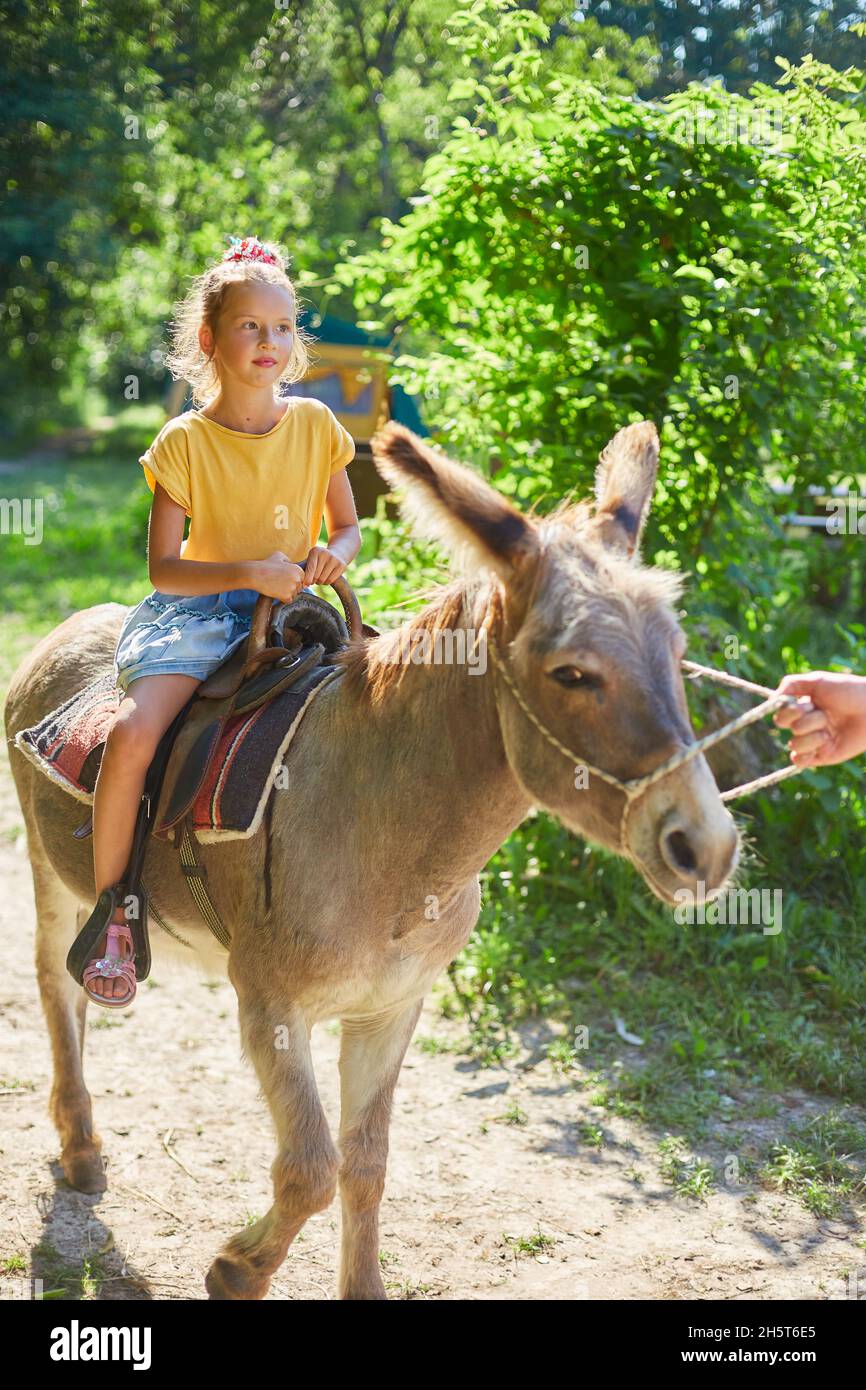 Little girl in the saddle riding on a donkey, in contact farm zoo ...