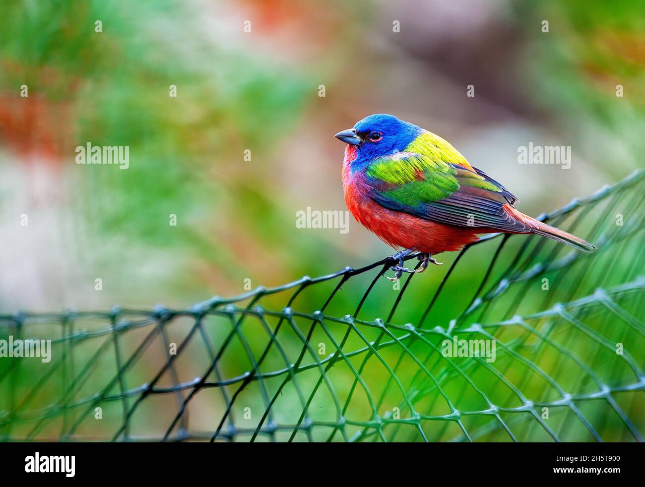 Bird songbirds bunting buntings hi-res stock photography and images - Alamy