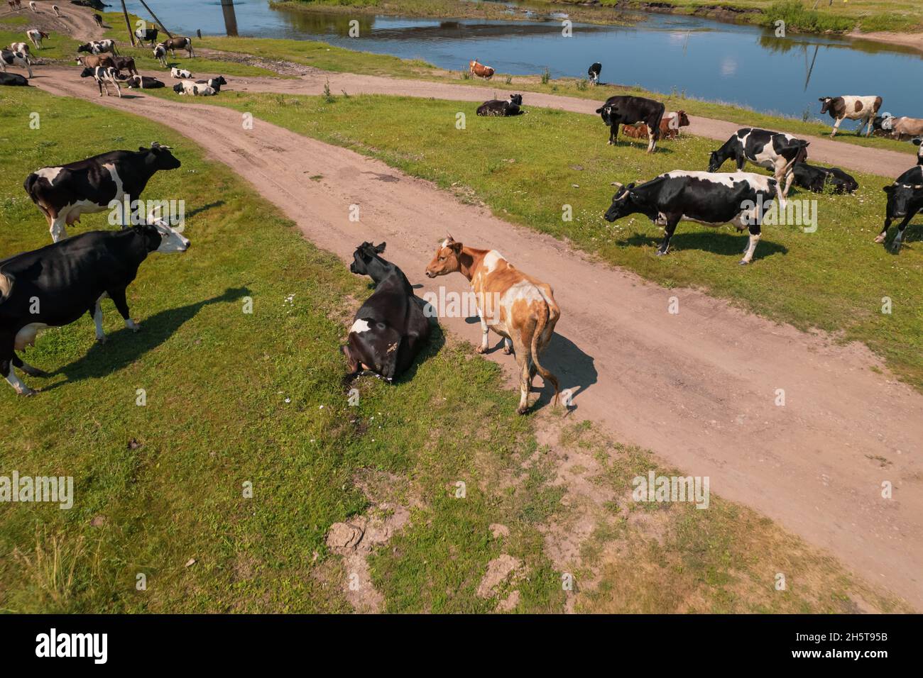 Aerial view of cows herd grazing on pasture field, top view drone pov ...