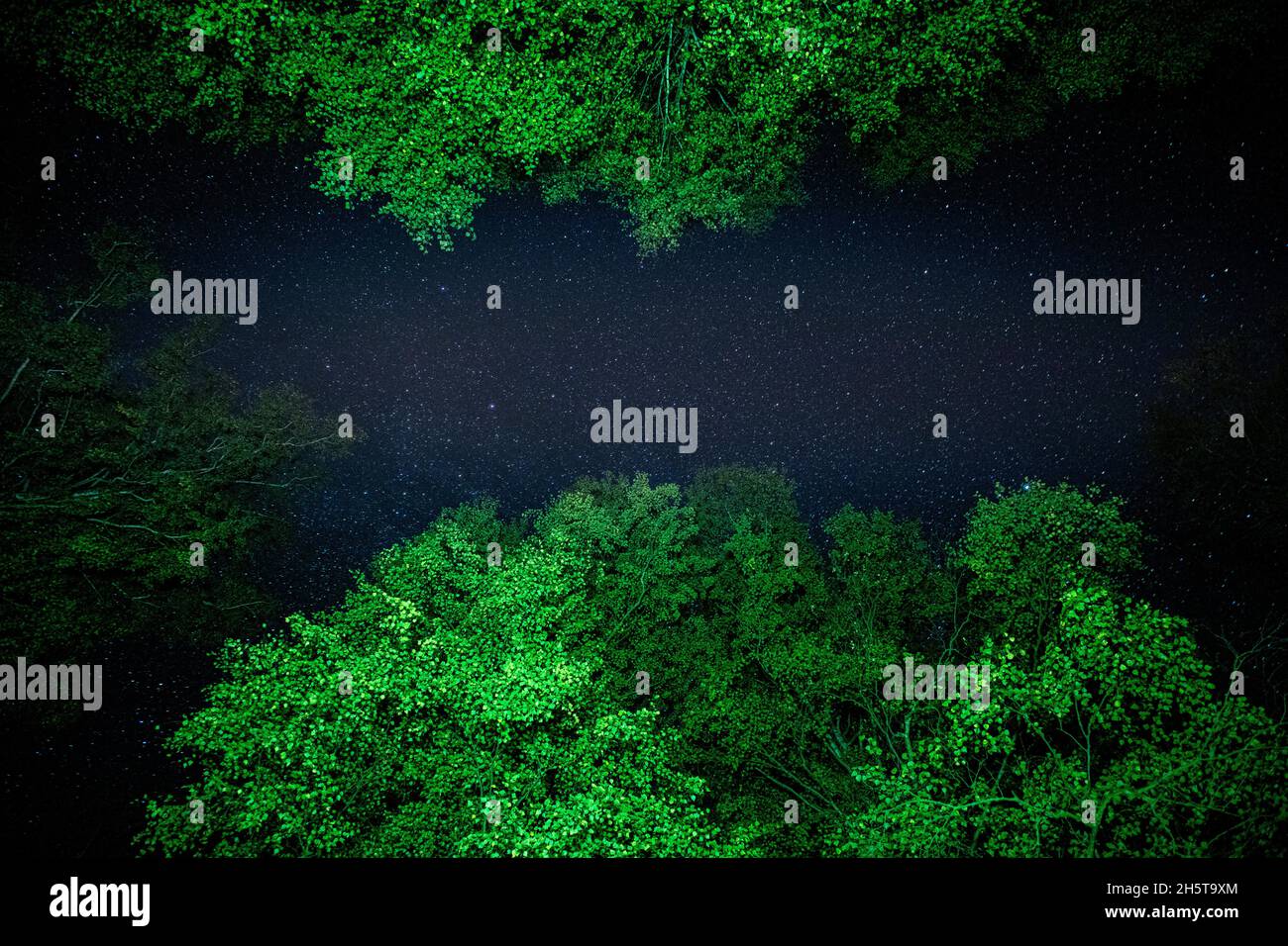 Starry night in a green forest Stock Photo - Alamy