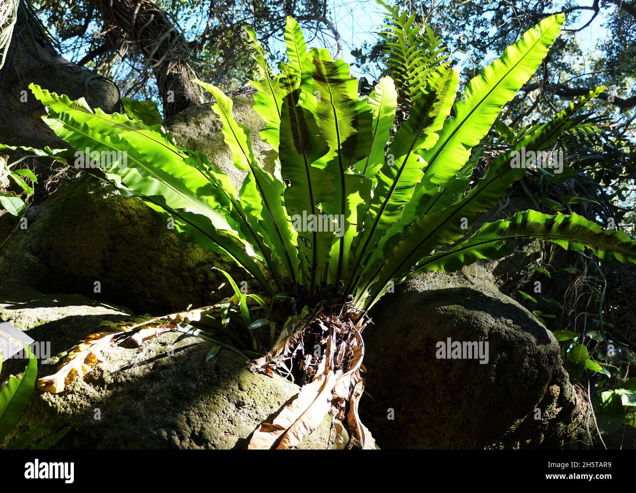 Top of tree fern hi-res stock photography and images - Alamy