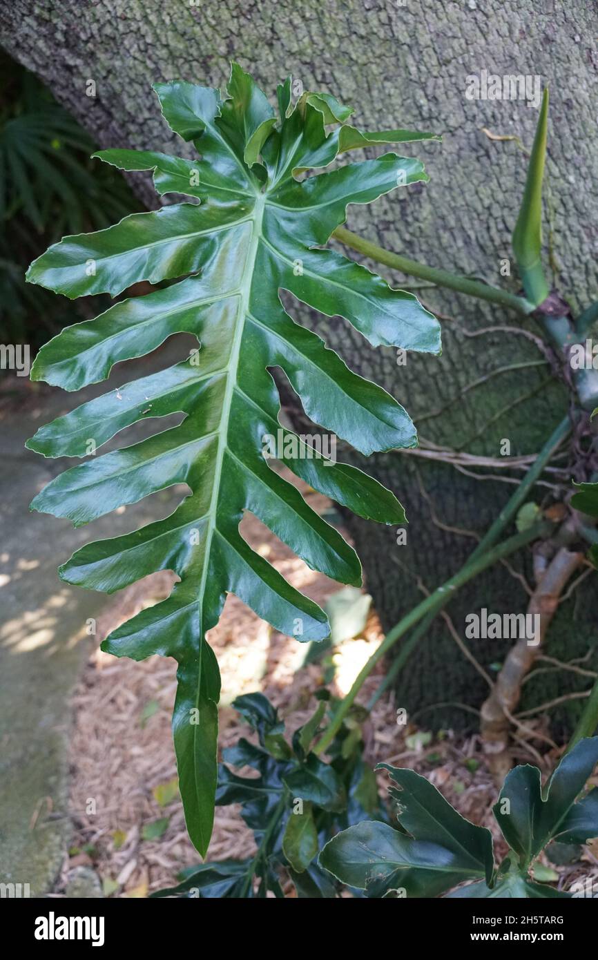 Philodendron bob cee hi-res stock photography and images - Alamy