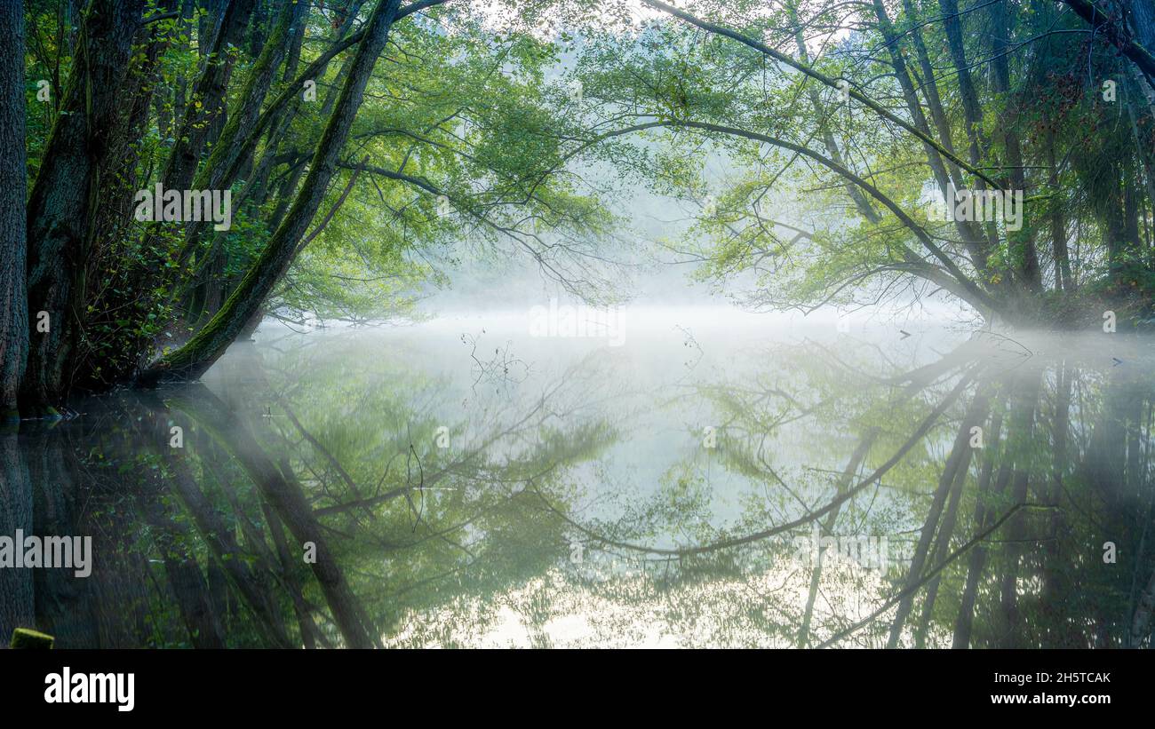 Landscape of a pond covered in the fog surrounded by greenery in a ...