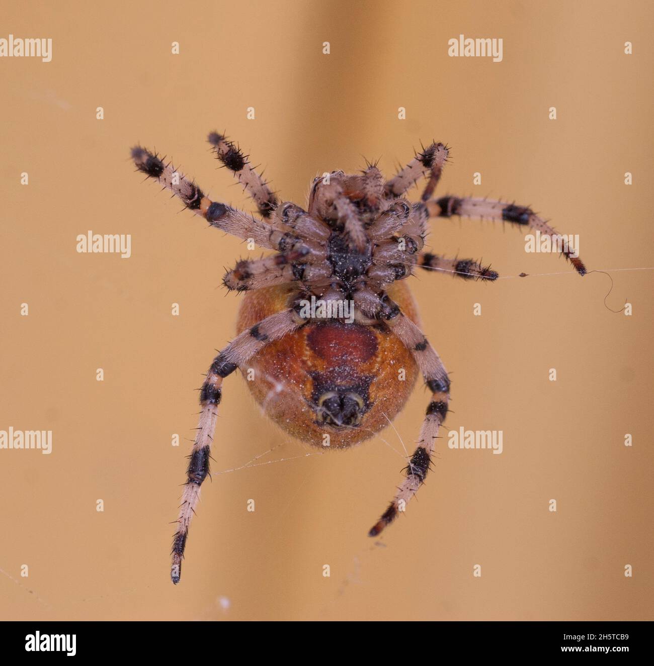 ARANEUS QUADRATUS the four-spot orb weaver Stock Photo - Alamy