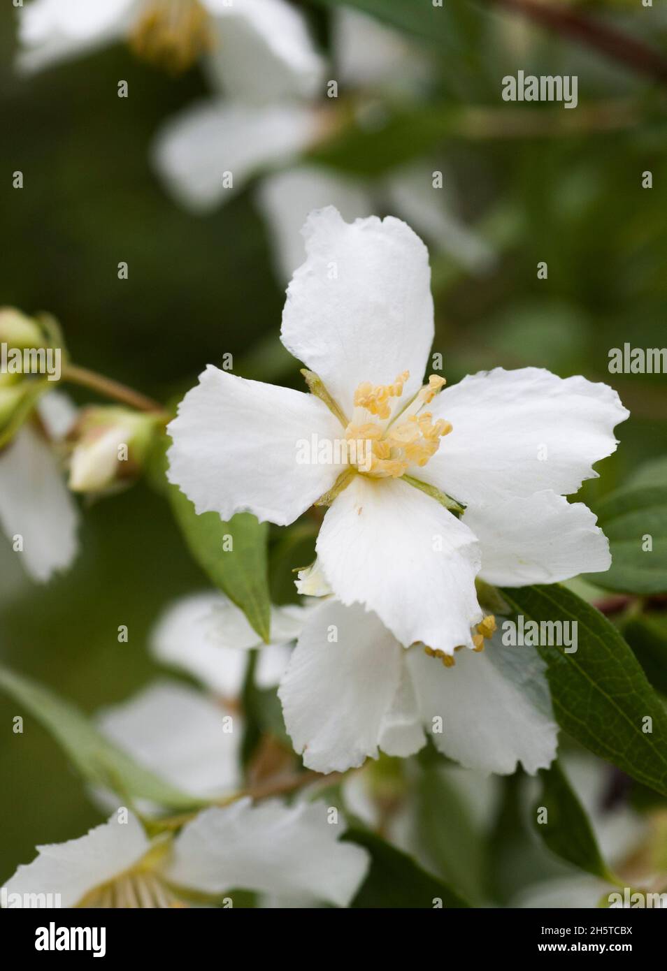 Philadelphus mock orange garden hi-res stock photography and images - Alamy