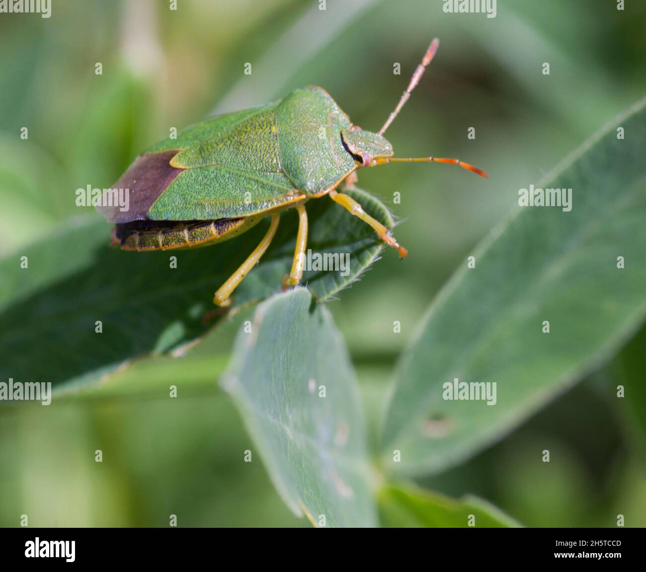 Green stink bug insect hi-res stock photography and images - Alamy