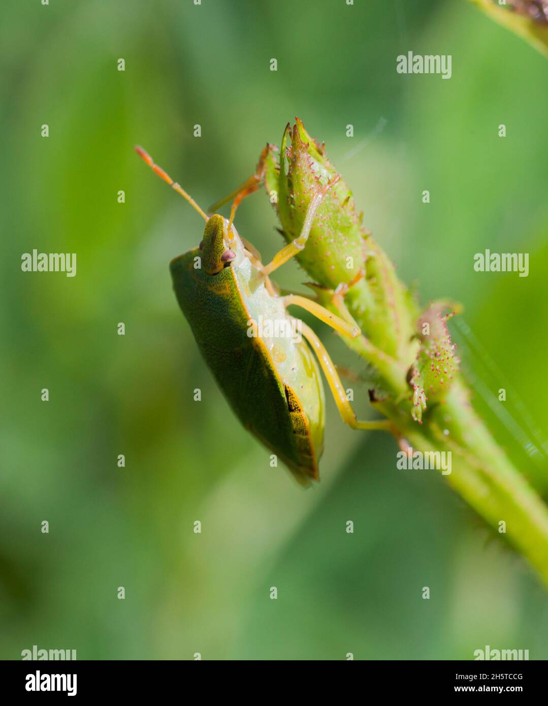 Palomena hi-res stock photography and images - Alamy