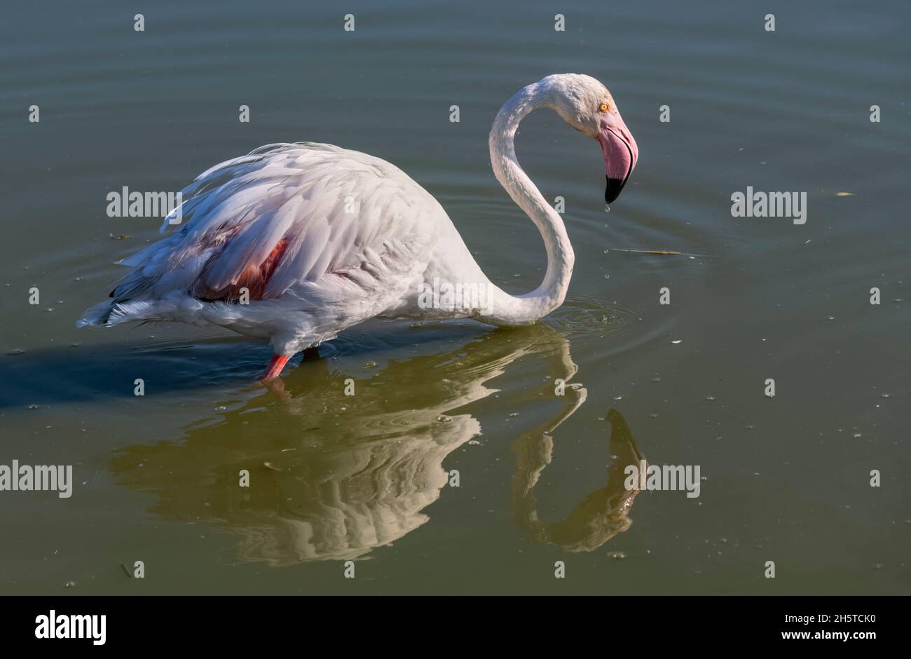 One Pink Flamingo Camargue France Stock Photo - Alamy