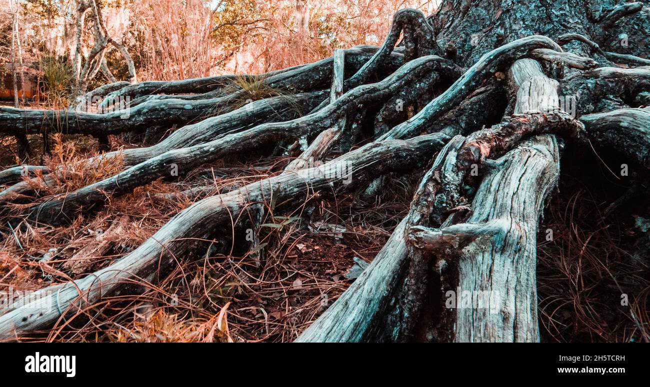 Closeup shot of the roots of an aged tree growing in the dry field in ...