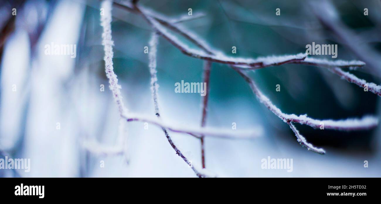 Winter backgrounds. A tree branch in hoarfrost Stock Photo - Alamy