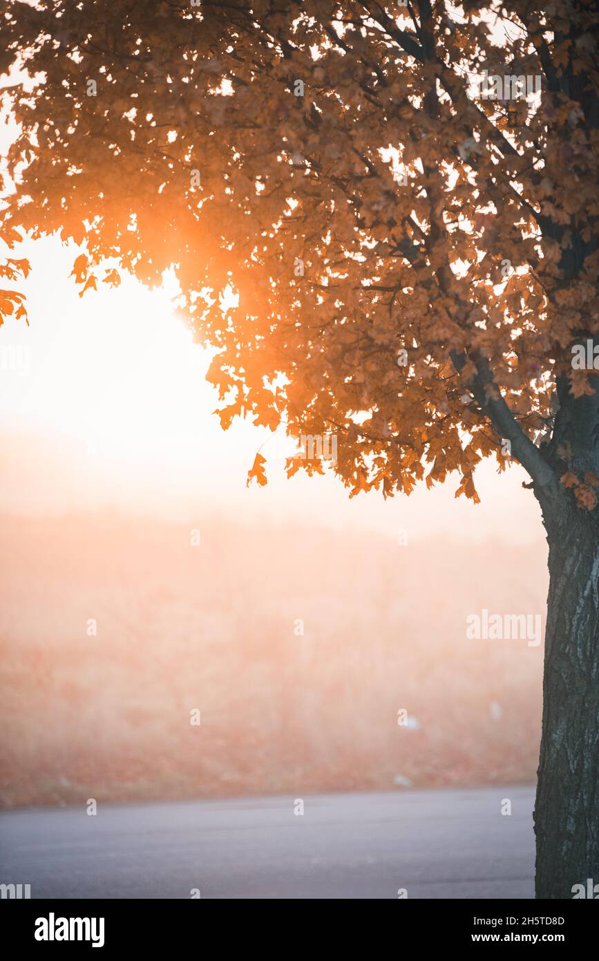 Tree branch against bright orange hi-res stock photography and images ...