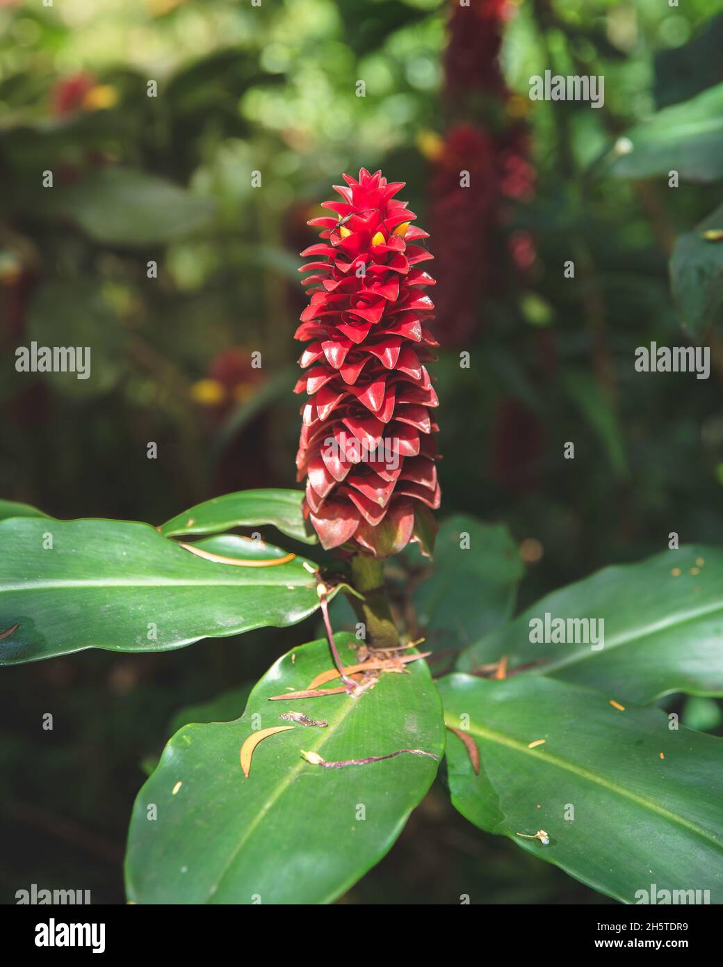 Crepe ginger plant hi-res stock photography and images - Alamy