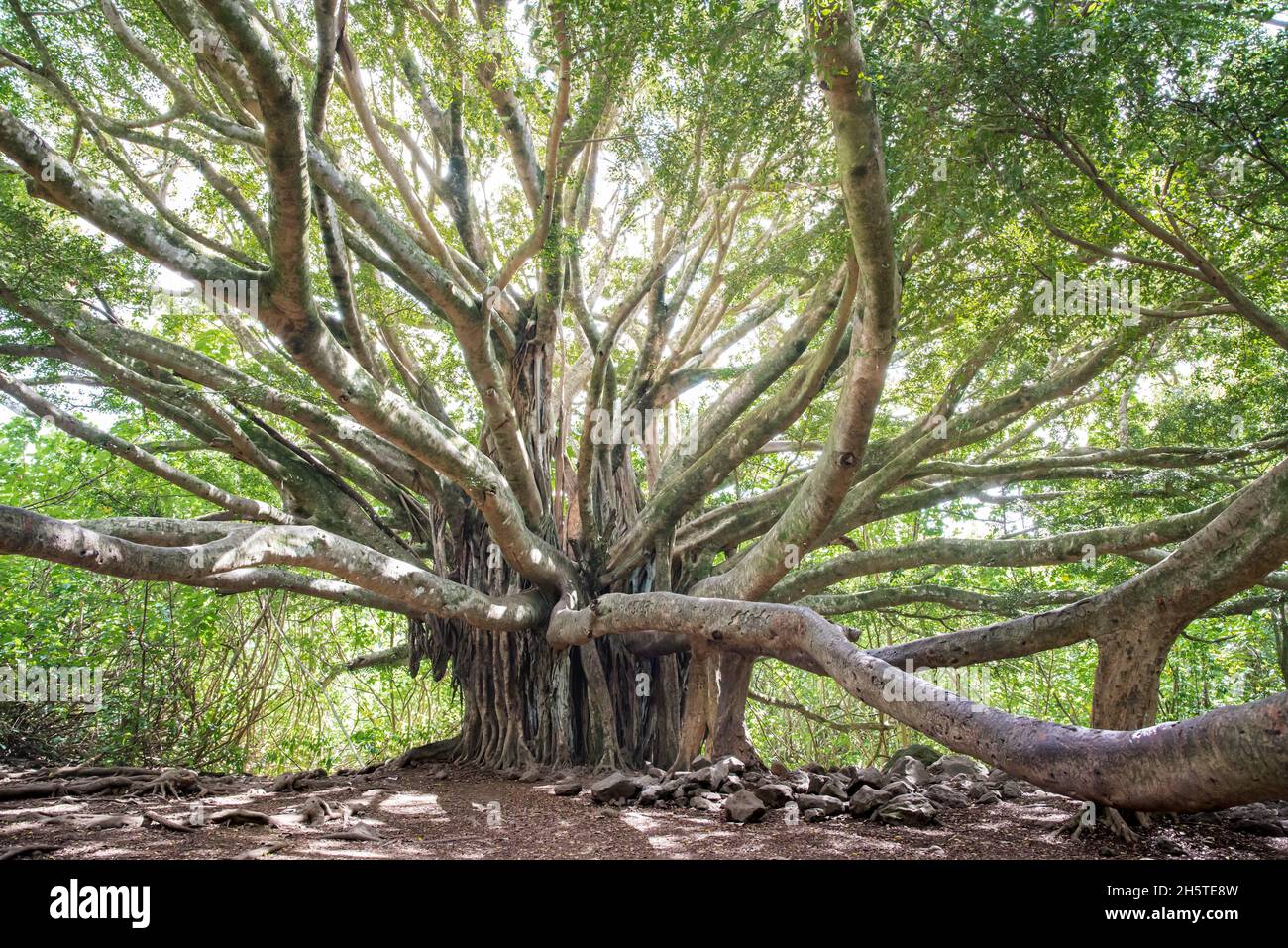 Old big multi-branched tree in the forest on a sunny day Stock Photo ...