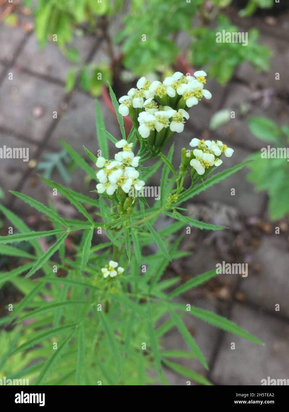 Peruvian black mint (huacatay) growing in a container garden. It is ...