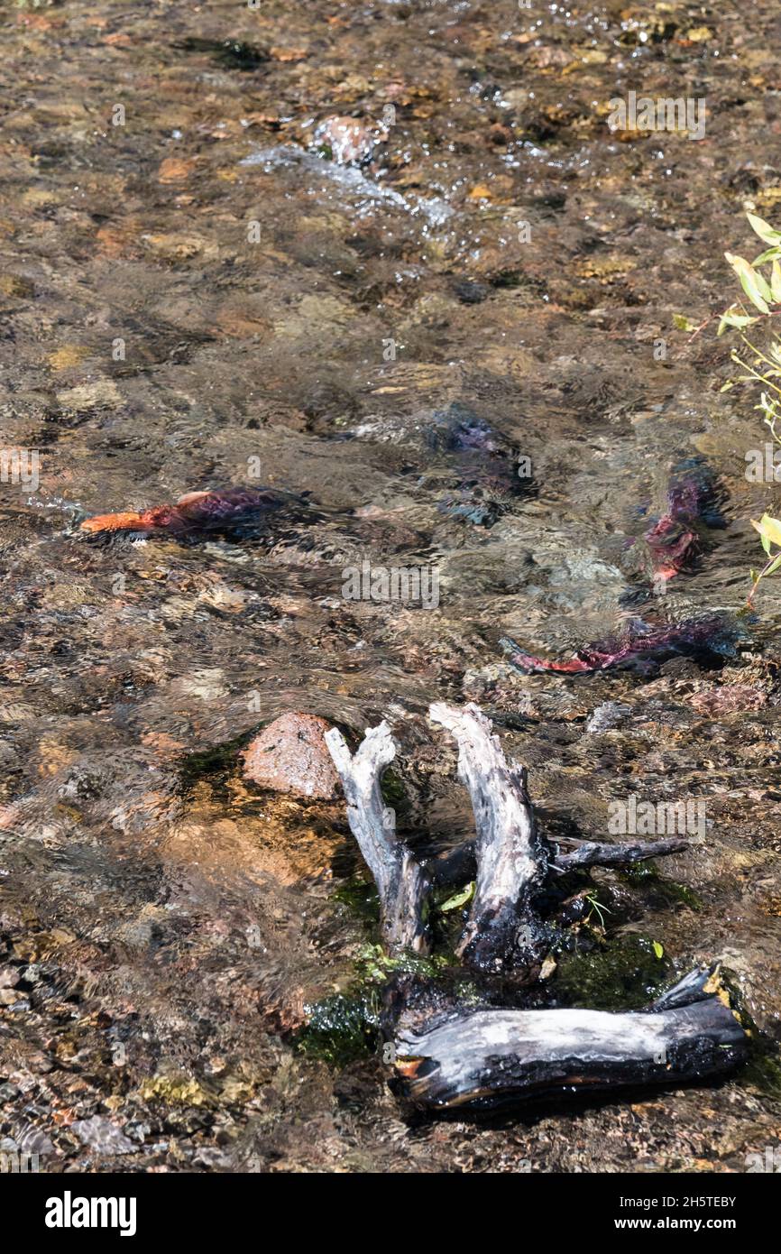 Kokanee Salmon, Oncorhynchus nerka, spawning in Twin Creek, a small ...