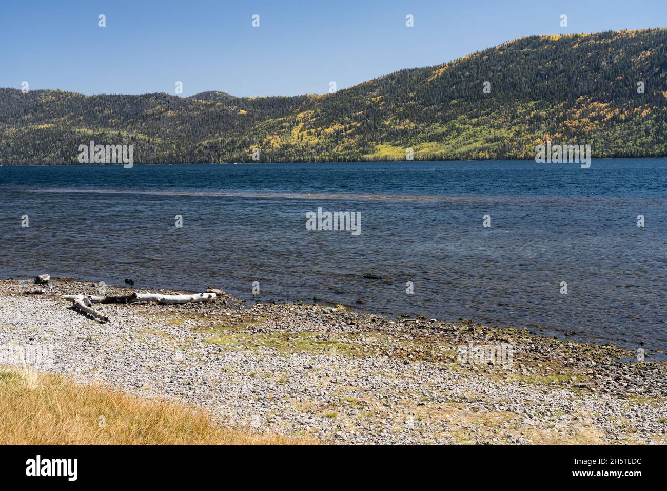 Aspen trees in fall color on the Mytoge Mts. in Fishlake National ...