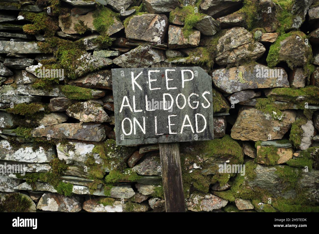 Keep dogs on lead sign mounted on a dry stone wall in the Lake district ...