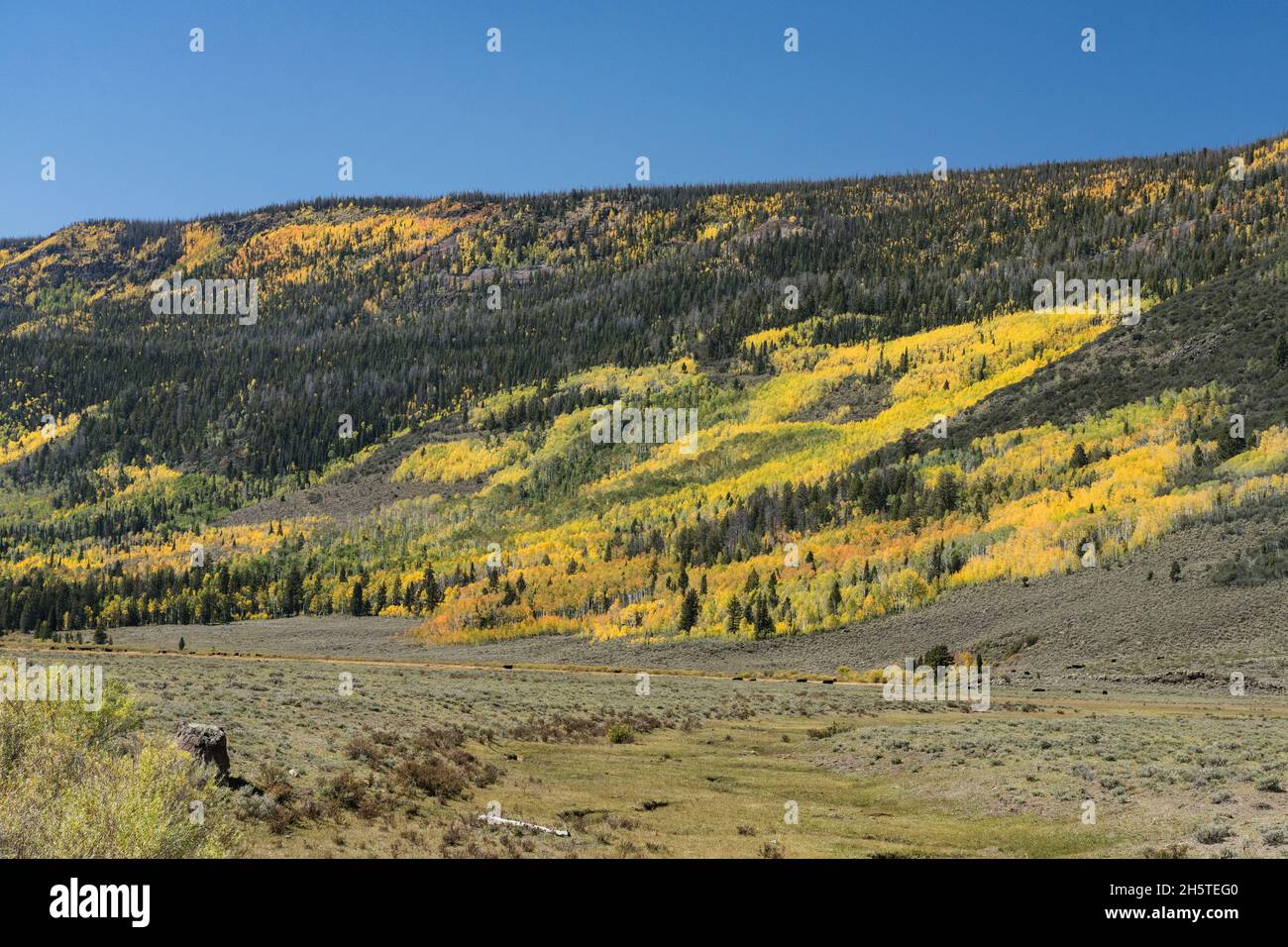 Aspen trees in fall color in the Fishlake National Forest on the ...