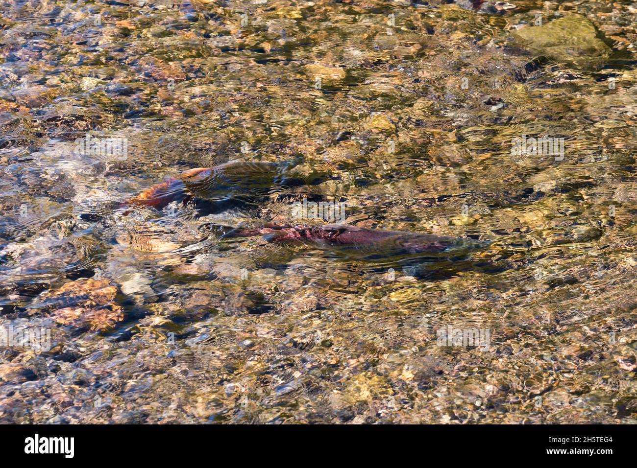 Kokanee salmon spawning in a small creek hi-res stock photography and ...